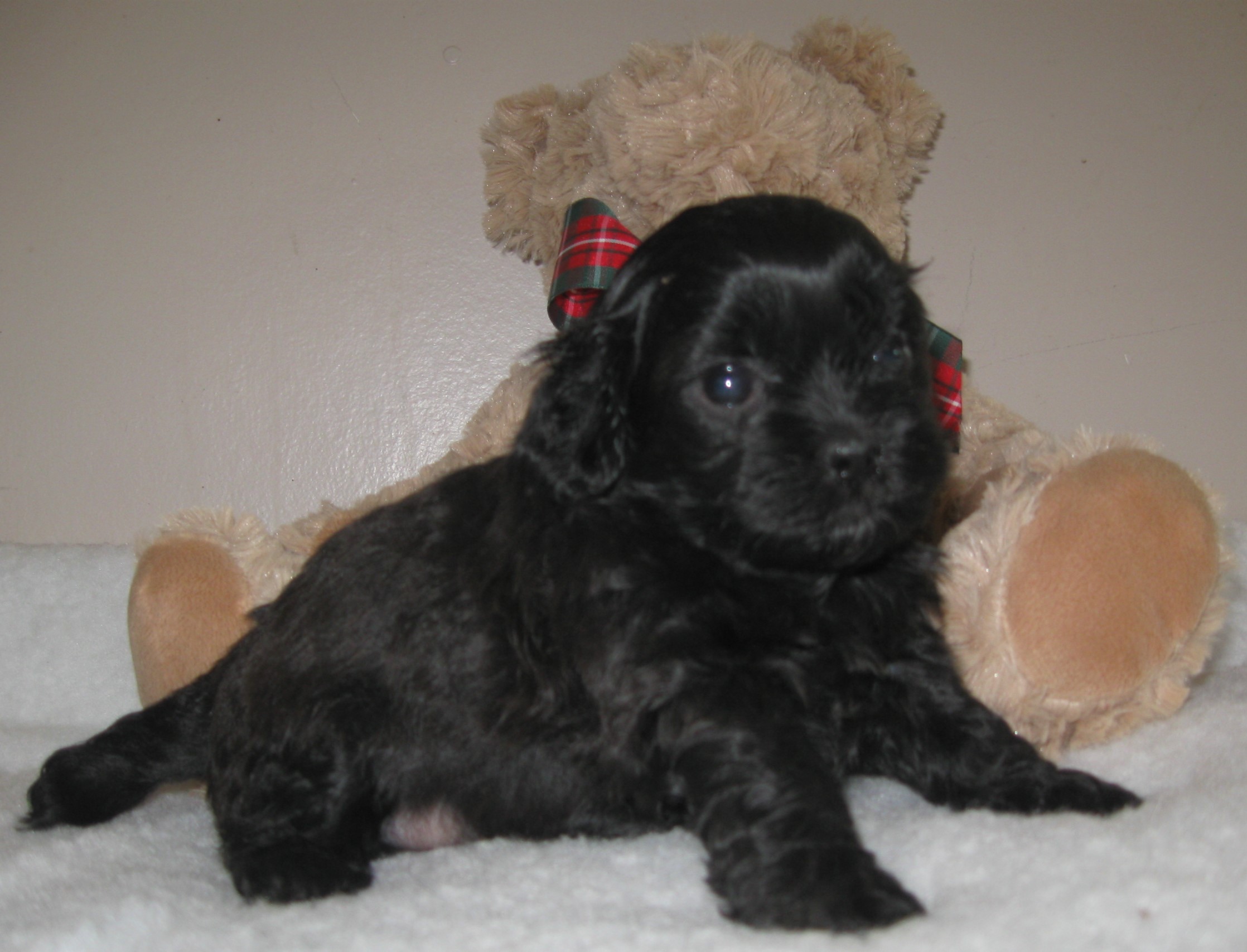 CURRENT GOLDEN PUPPIES AVAILABLE – Golden Cavoodles