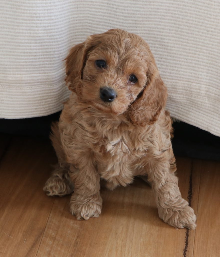 HAPPY FAMILIES – Golden Cavoodles