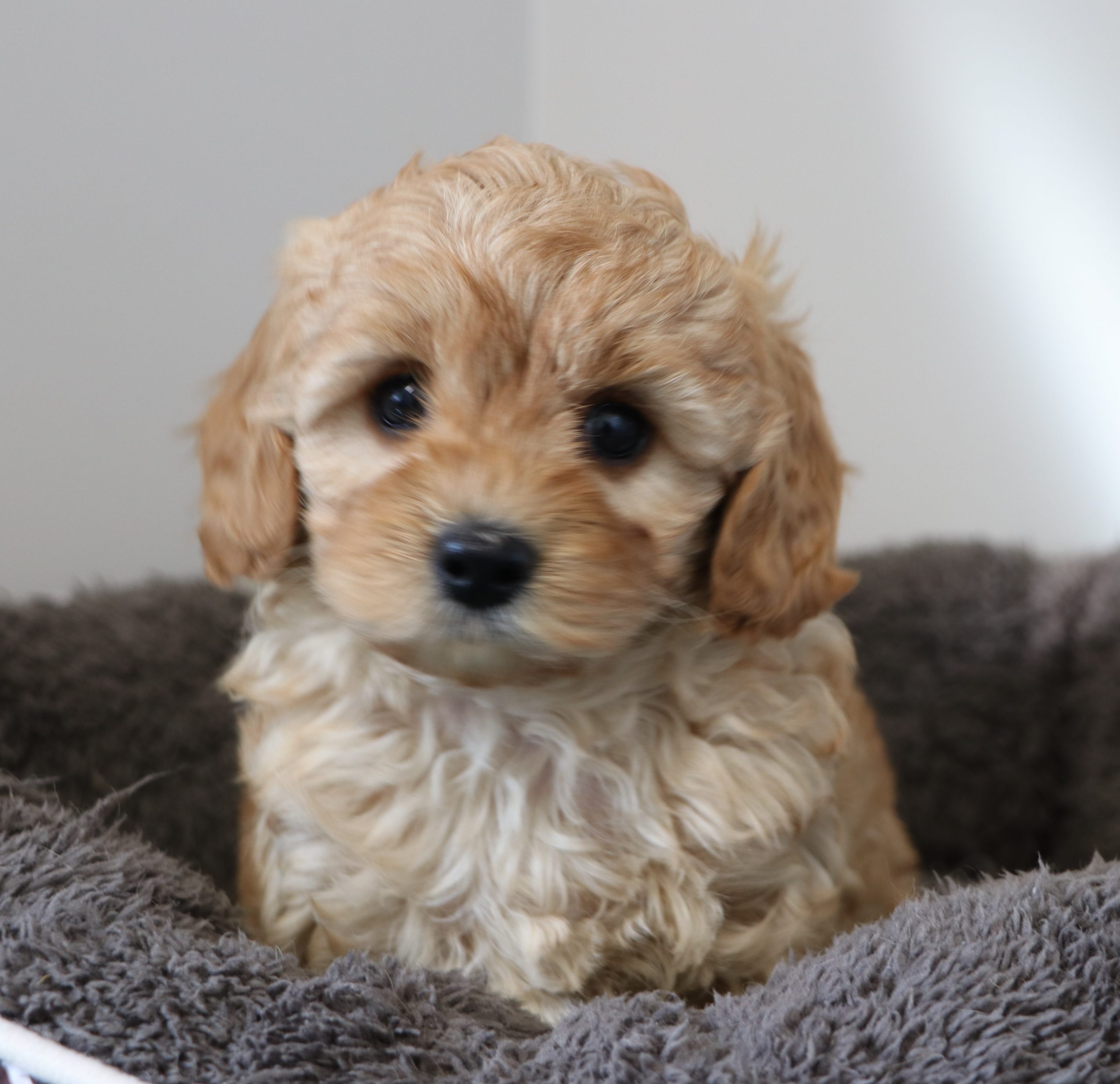 CURRENT GOLDEN PUPPIES AVAILABLE – Golden Cavoodles