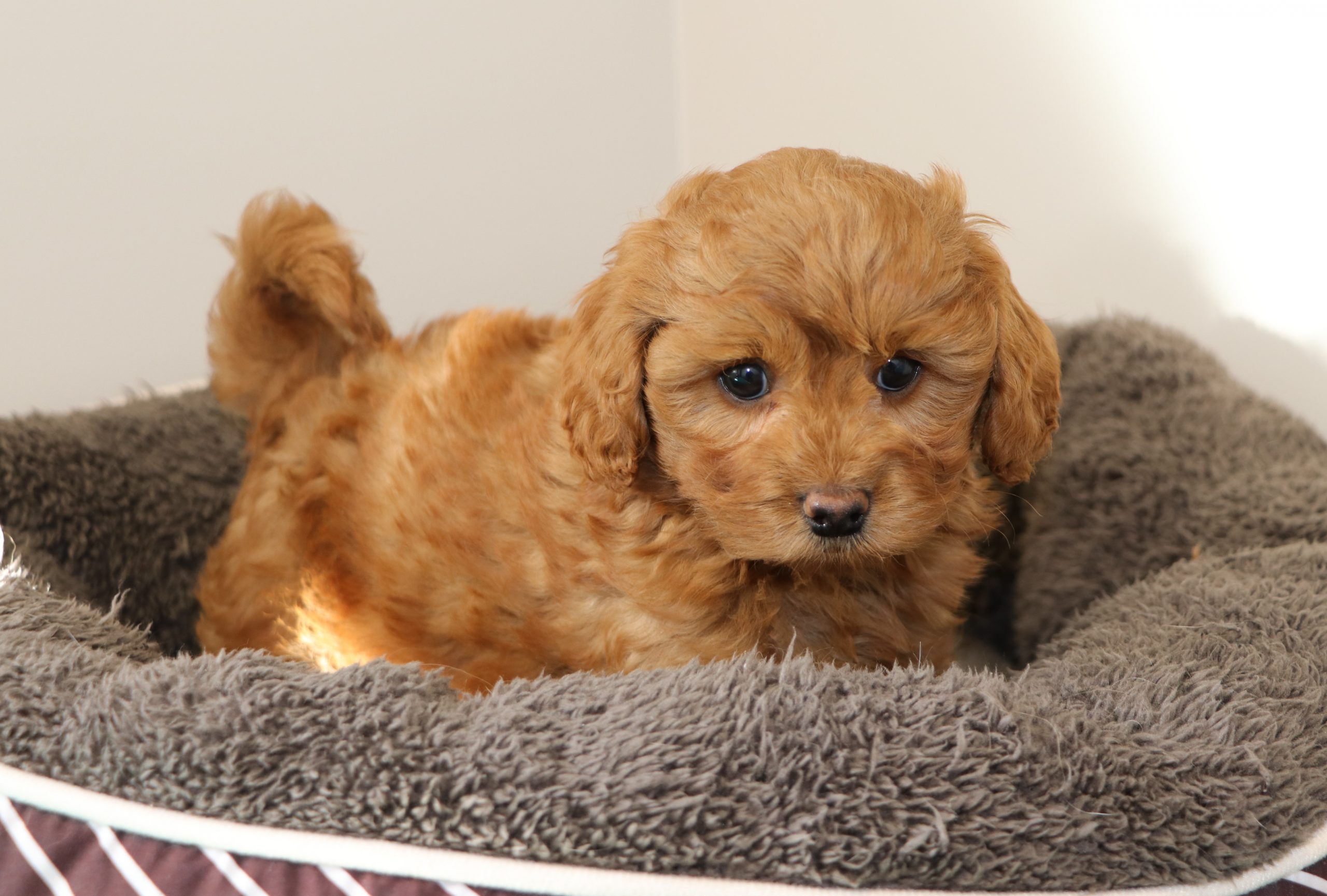 CURRENT GOLDEN PUPPIES AVAILABLE – Golden Cavoodles