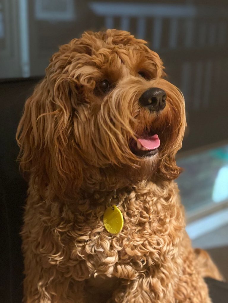 Golden Cavoodles – Cavoodles New Zealand