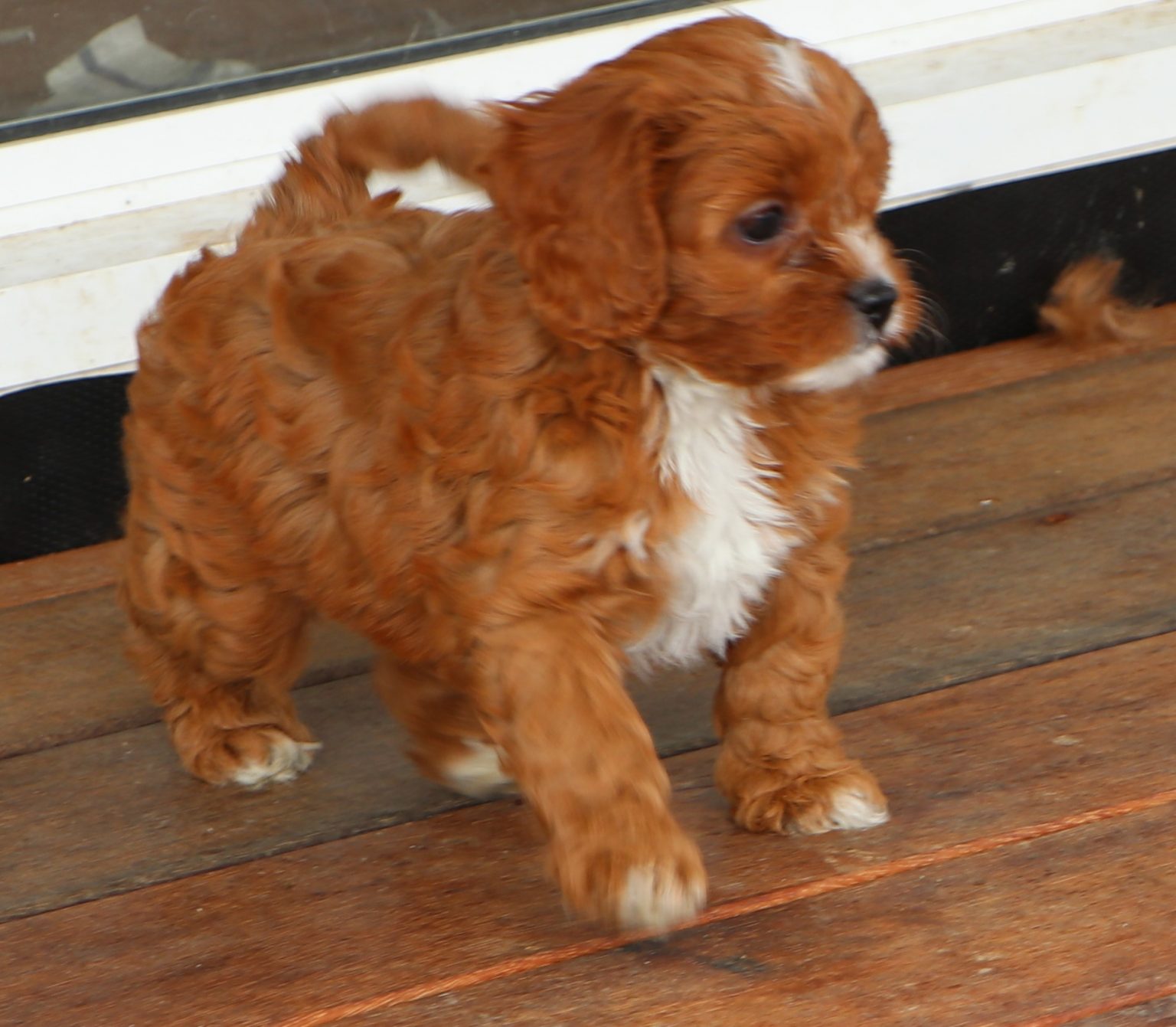 Golden Cavoodles – Cavoodles New Zealand