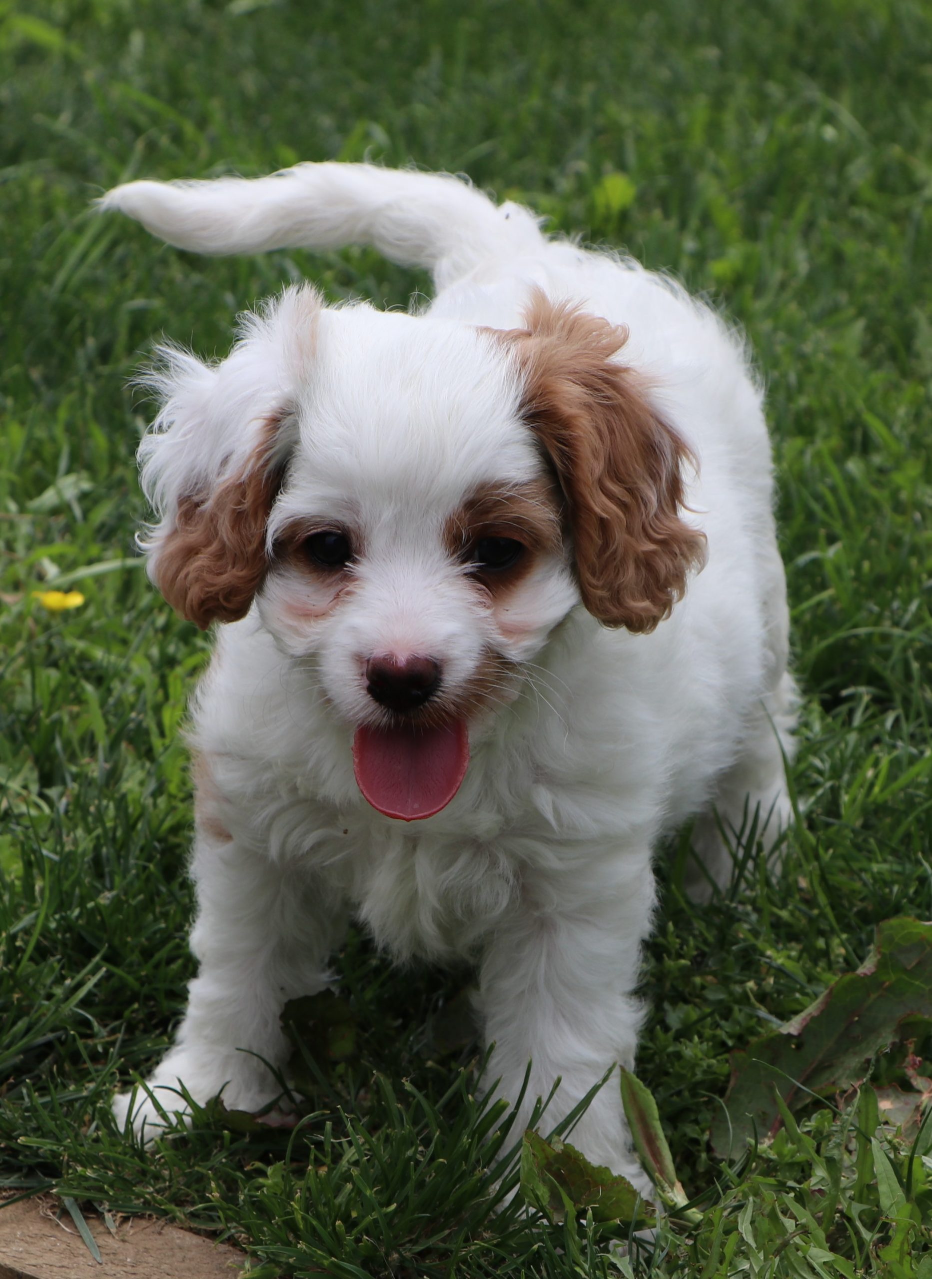 GALLERY – Golden Cavoodles