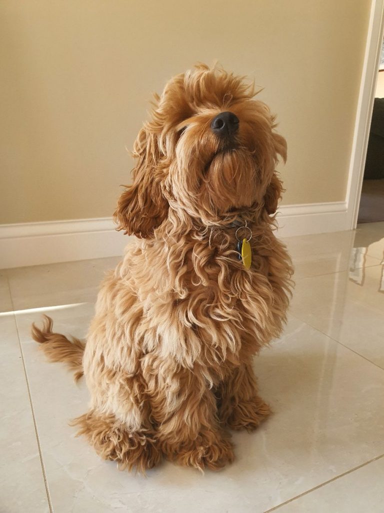 HAPPY FAMILIES – Golden Cavoodles