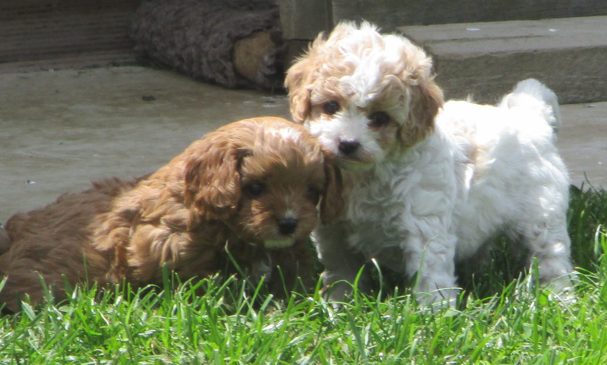 Golden Cavoodles – Cavoodles New Zealand