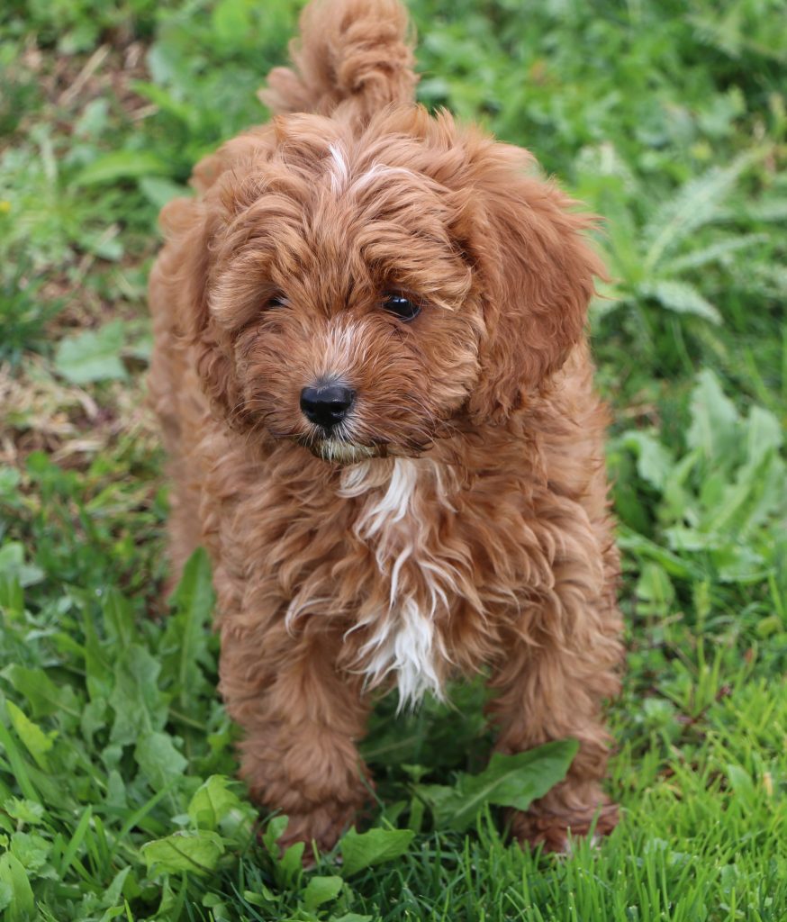 RUBY – Golden Cavoodles